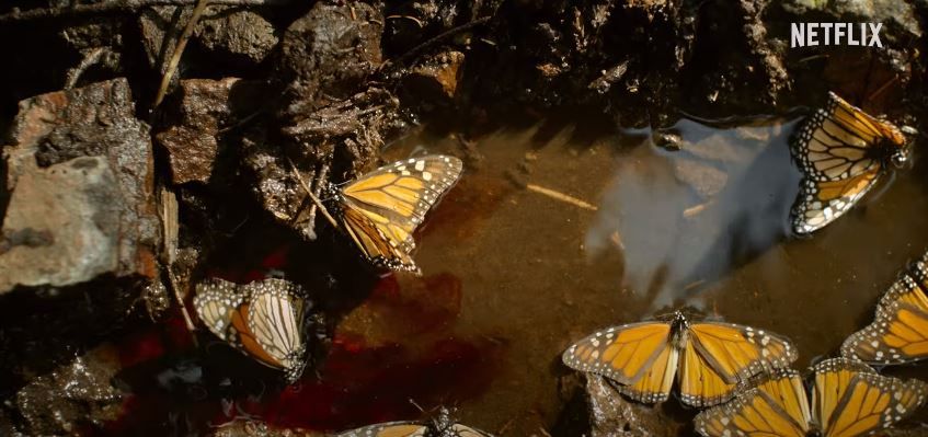 Foto de la película El guardián de las monarcas - Foto 2 por un total ...
