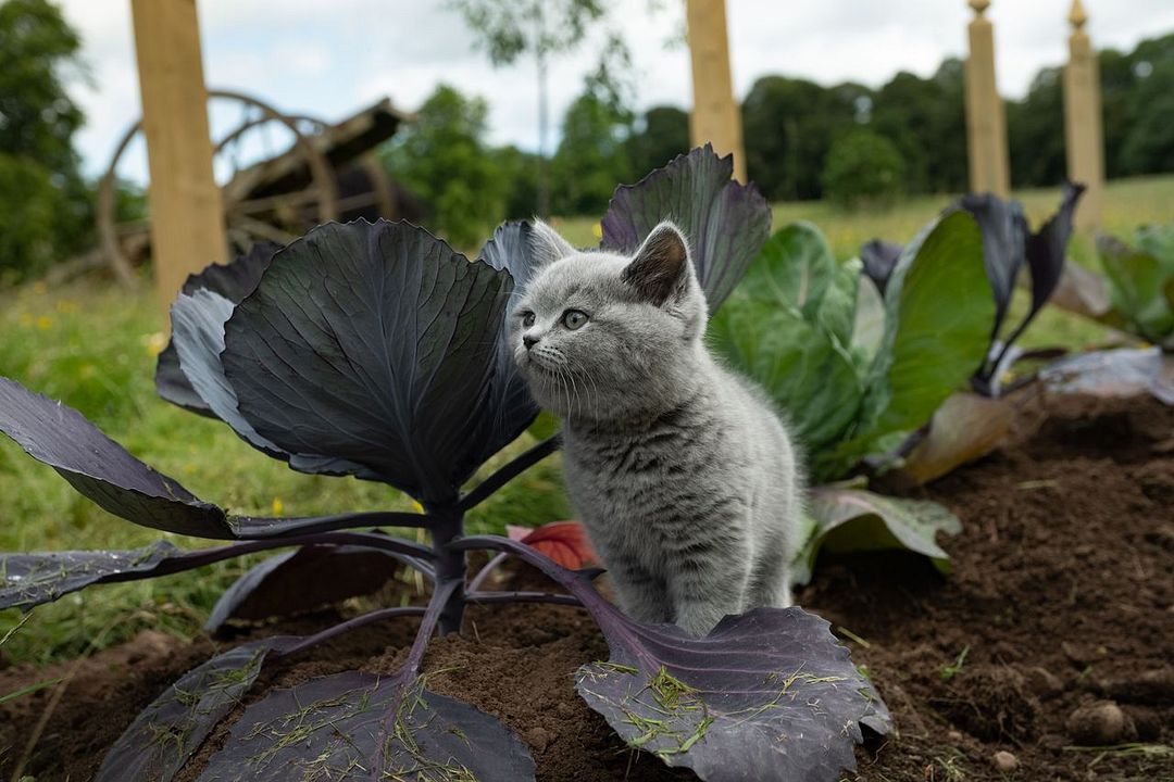 Outlander : Outlander : Foto - Foto 63 sobre 413 - SensaCine.com.mx